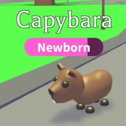 Beli Item Capybara Adopt me Roblox Terlengkap dan Termurah Juli 2024 ...