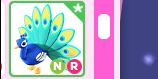 Buy Item Peacock NR Roblox 2195929 | itemku