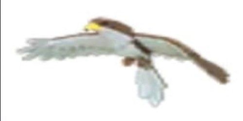 Buy Pet HAWK - ADOPT ME Adopt Me Trading Hub 3009645 | itemku