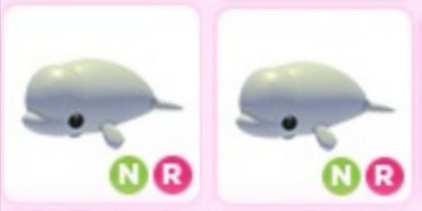 Beli Pet Beluga Whale NR Adopt Me Adopt Me Roblox Trading Hub ...