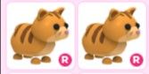 Beli Pet Ginger Cat R Adopt Me Adopt Me Roblox Trading Hub Terlengkap ...