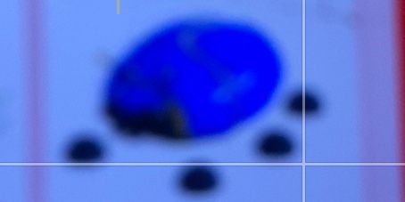 Beli Pet Giant Blue scarab Adopt Me Roblox Trading Hub Terlengkap dan ...