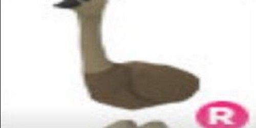 Beli Pet EMU R - ADOPT ME Adopt Me Trading Hub Terlengkap dan Termurah ...