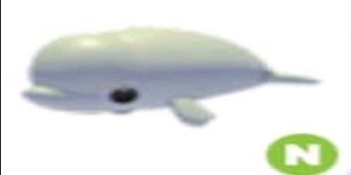 Beli Pet BELUGA WHALE N - ADOPT ME Adopt Me Roblox Trading Hub ...