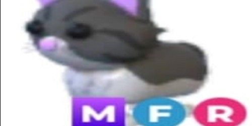 Buy Pet PERSIAN CAT MFR - ADOPT ME Adopt Me Trading Hub 2849957 | itemku