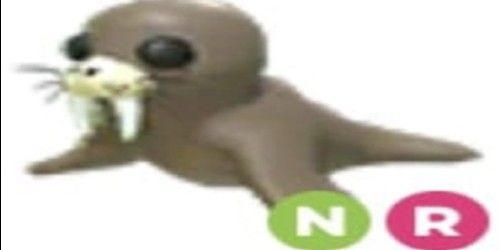 Beli Pet WALRUS NR - ADOPT ME Adopt Me Roblox Trading Hub Terlengkap ...
