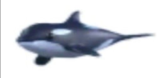 Buy Pet ORCA - ADOPT ME Adopt Me Roblox Trading Hub 2853259 | itemku