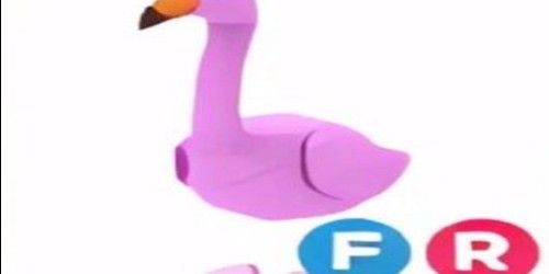 Beli Pet FLAMINGO FR - ADOPT ME Adopt Me Roblox Trading Hub Terlengkap ...