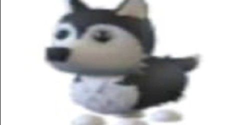 Buy Pet HUSKY - ADOPT ME Adopt Me Roblox Trading Hub 2863971 | itemku