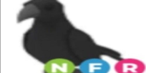 Beli Pet CROW NFR - ADOPT ME Adopt Me Trading Hub Terlengkap dan ...