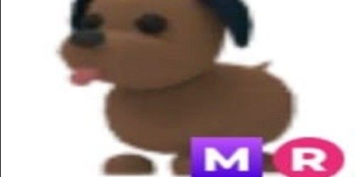Beli Pet CHOCOLATE LABRADOR MR - ADOPT ME Adopt Me Roblox Trading Hub ...
