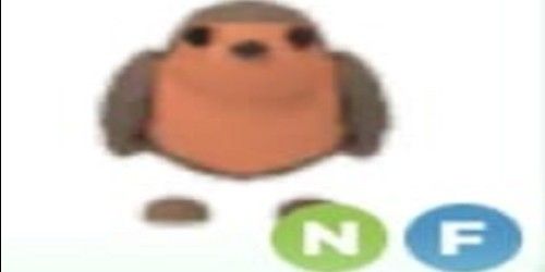 Beli Pet ROBIN NF - ADOPT ME Adopt Me Roblox Trading Hub Terlengkap dan ...