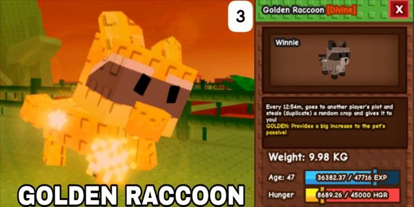 Beli Pets GOLDEN RACCOON / GOLD RACCOONN / RACCON / RACOON / RACON ...