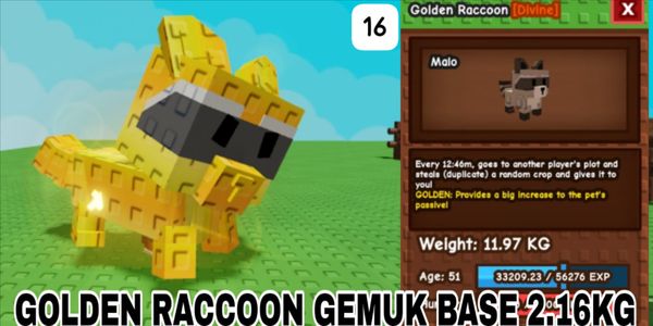 Beli Pets GOLDEN RACCOON GOOD SIZE / GOLD RACCOONN GEMUK / RACCON ...