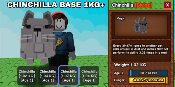 Buy Pets CHINCHILLA BASE 1KG+ / CHINCHILLA / CHINCHILLA / CHINCHILLA ...