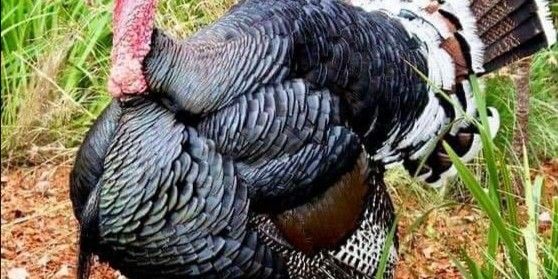 Beli Fish Turkey Fisch Terlengkap dan Termurah Maret 2025 3297347 | itemku