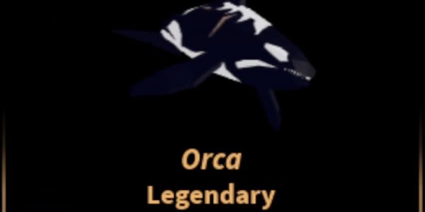 Beli Fish Orca | Fisch Fisch Terlengkap dan Termurah Februari 2025 ...