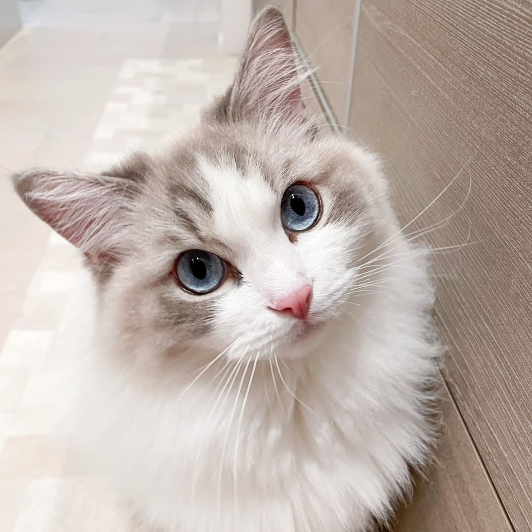 Beli Produk di Cat Stores Terlengkap Februari 2026 | itemku