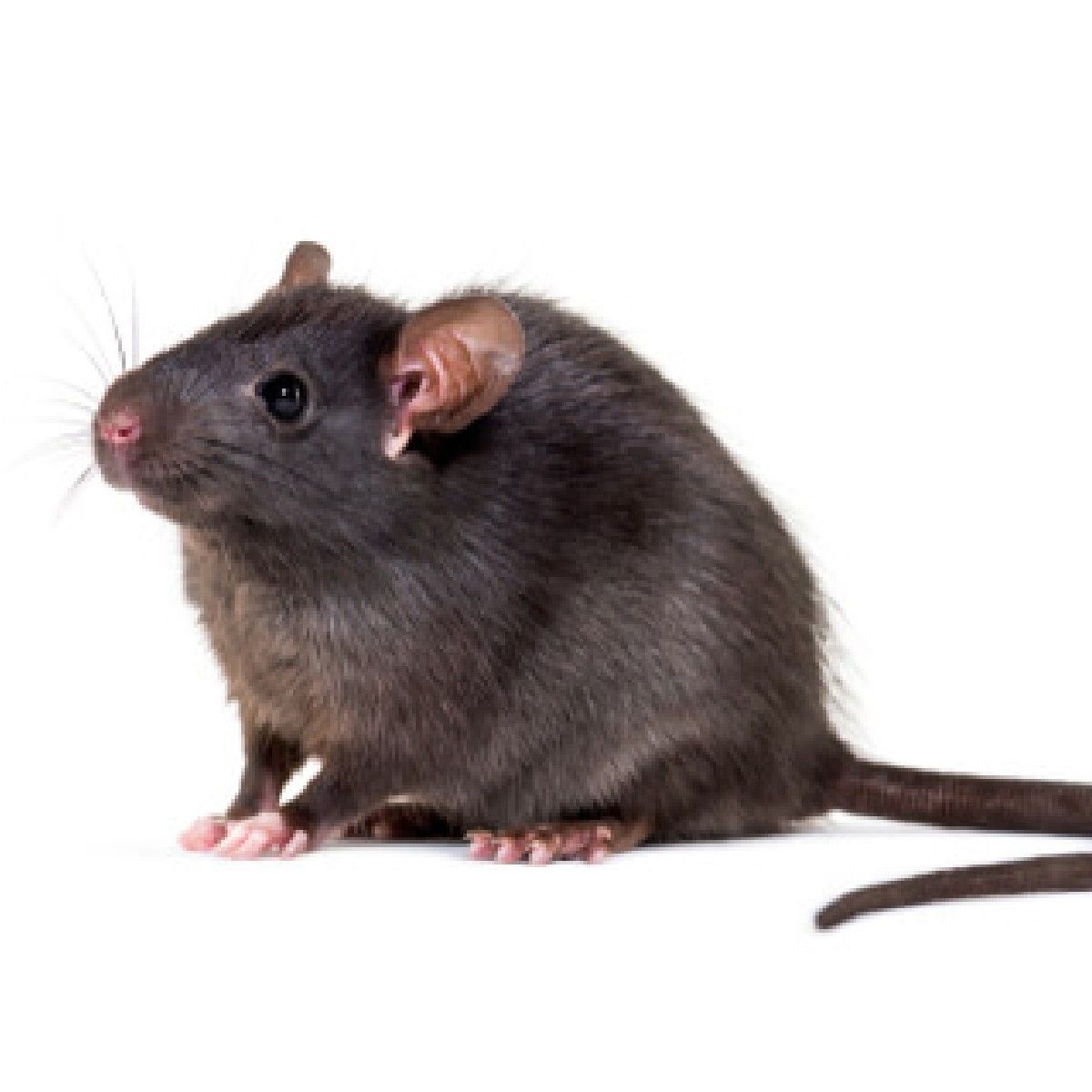 Beli Produk di Tikus got Terlengkap April 2024 | itemku